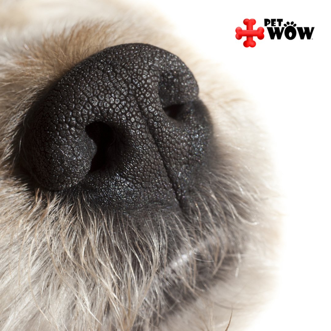 Why Do Dogs Have Textured Noses