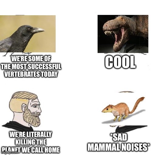 Vertebrate Memes Free Images : Cute, Spring, Green, Color, Amphibian,