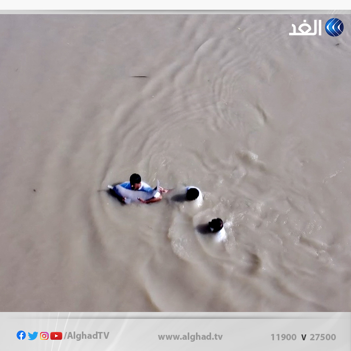 قناة الغد نقل دولفين ضل طريقه إلى ملاذ آمن في باكستان قناة الغد