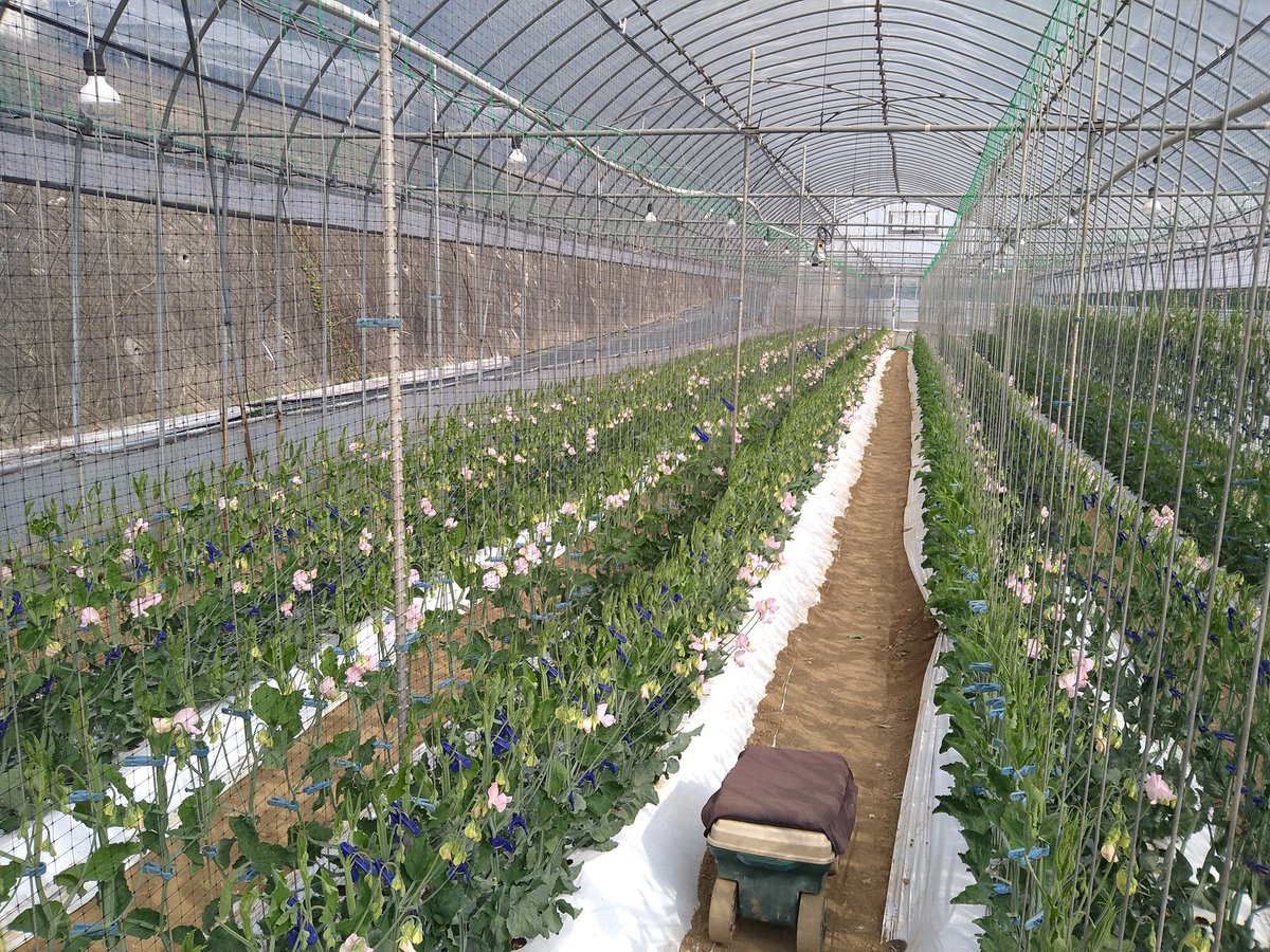 でこぼこファーム 花農家(スイートピー) (@decoboco_farm) | Twitter