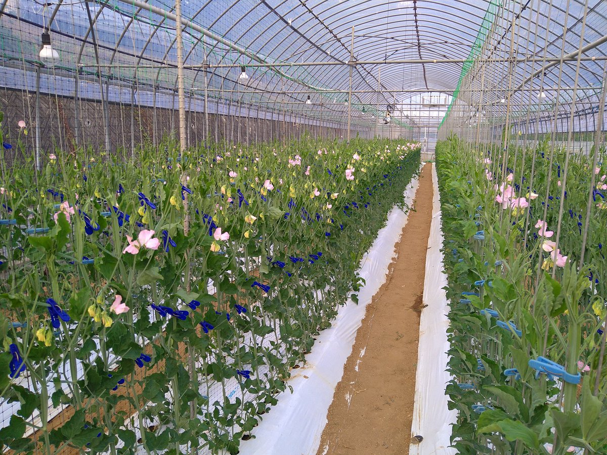でこぼこファーム 花農家(スイートピー) (@decoboco_farm) | Twitter