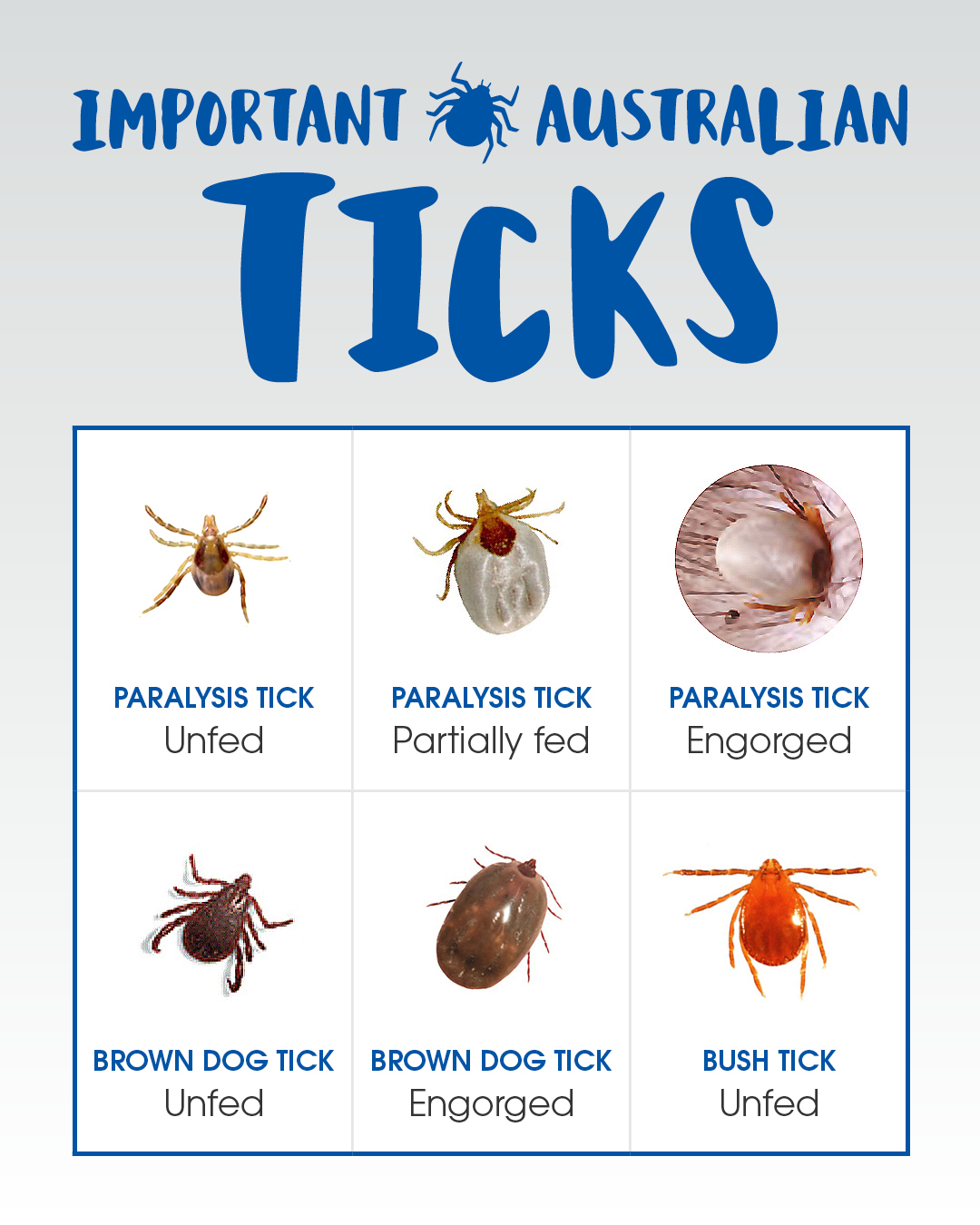 Paralysis Tick