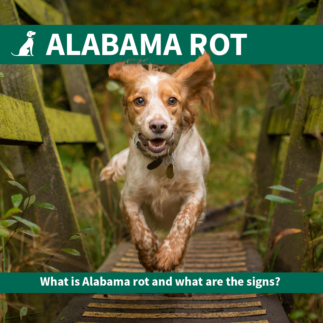 How Do I Know If My Dog Has Alabama Rot