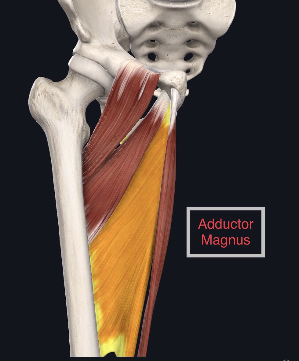 Right Adductor Strain