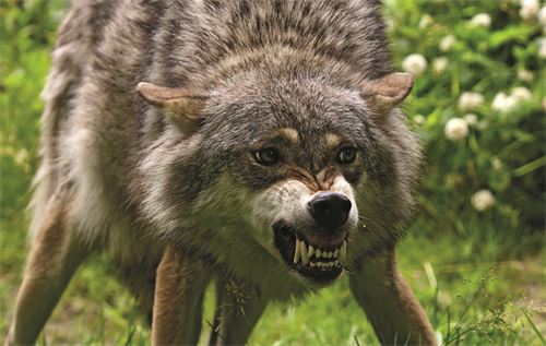 Wolf Front View Growling