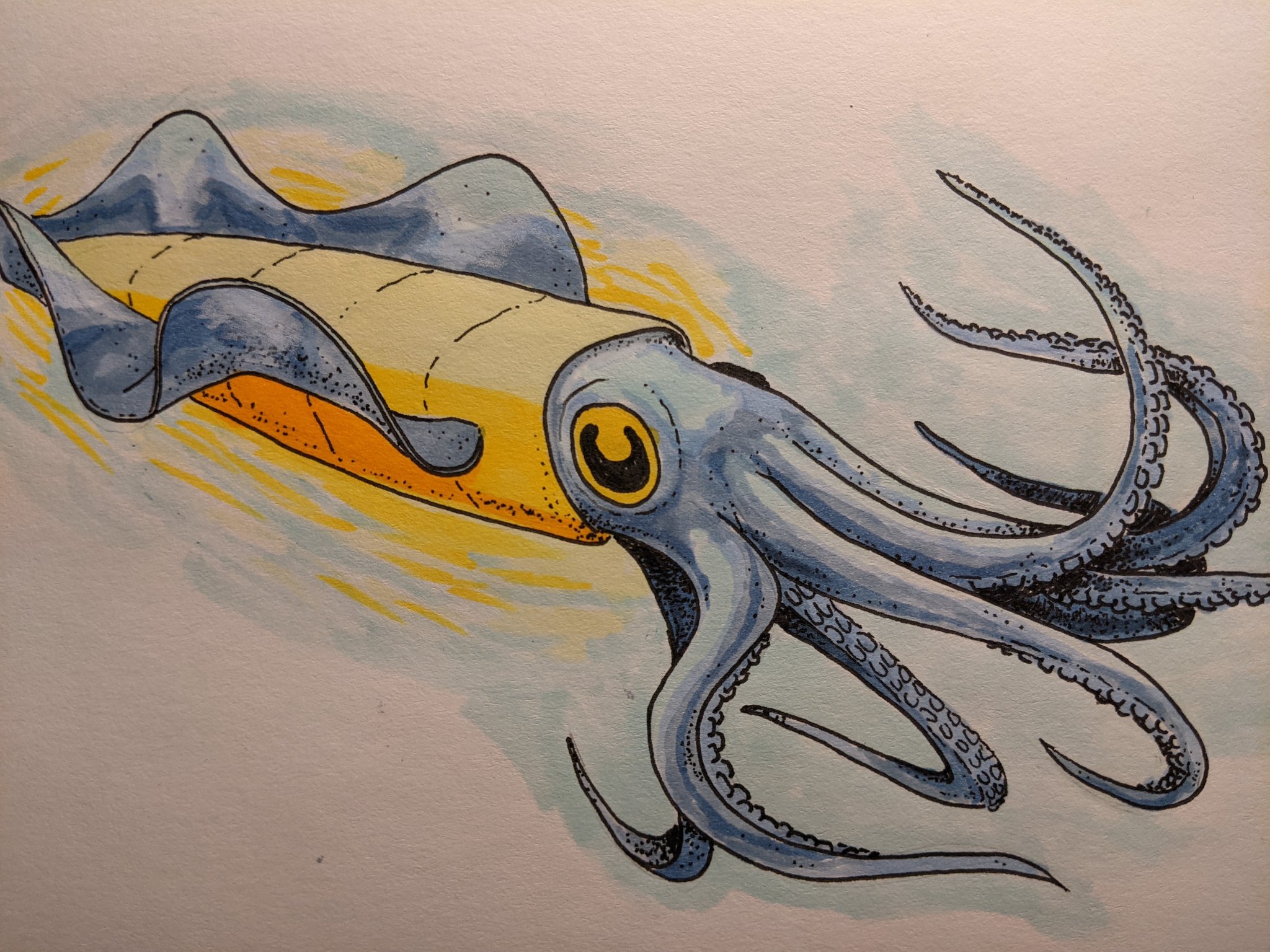 Squid Drawings Tumblr