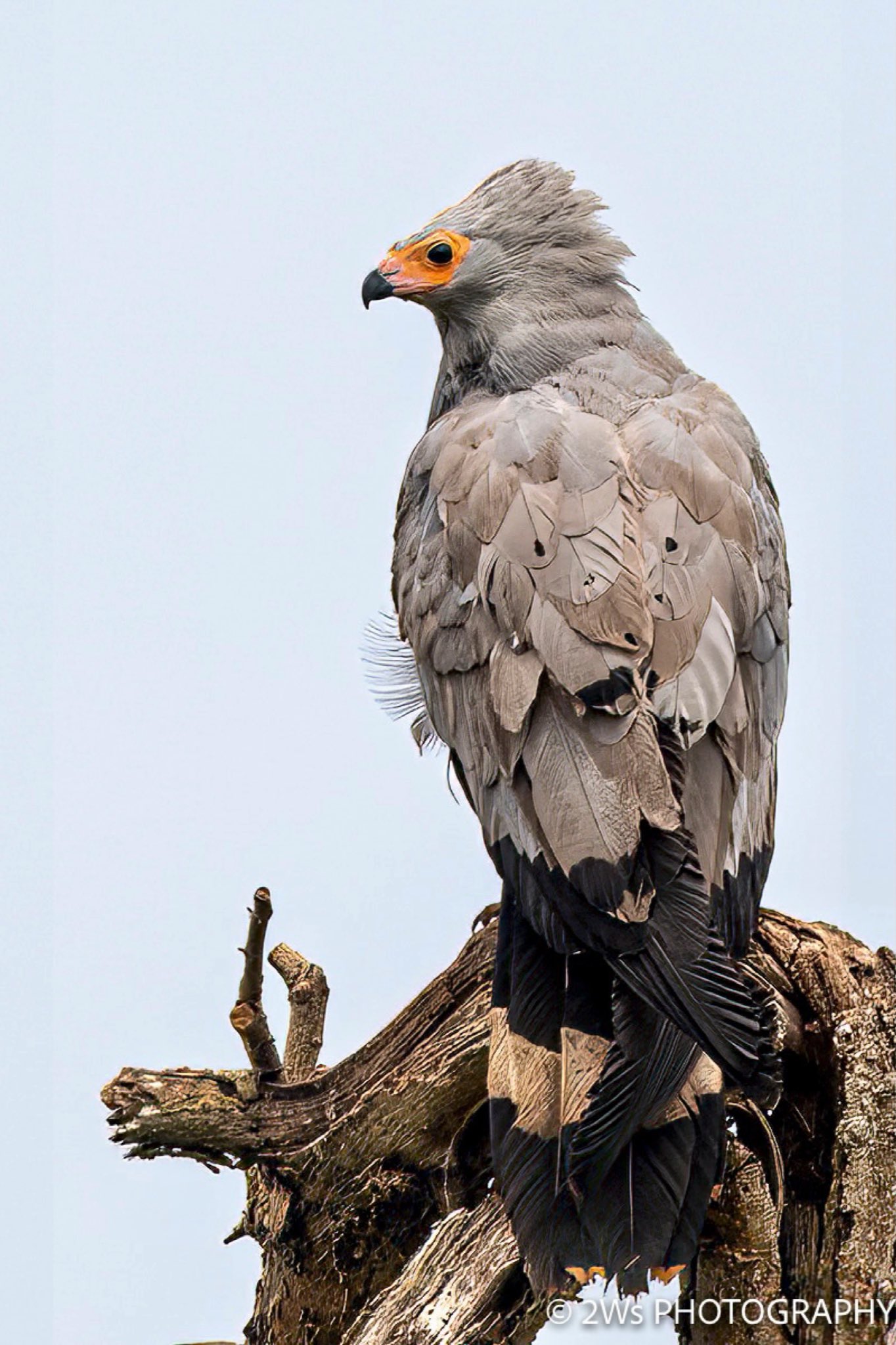How Big Is A Harrier Hawk