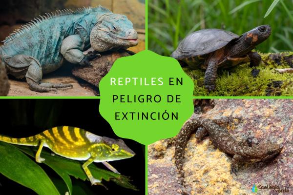 Tipos De Reptiles
