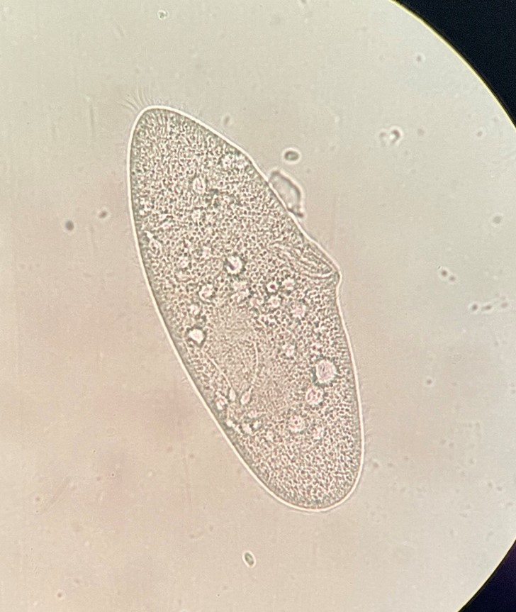 Euglena Microscope 400x