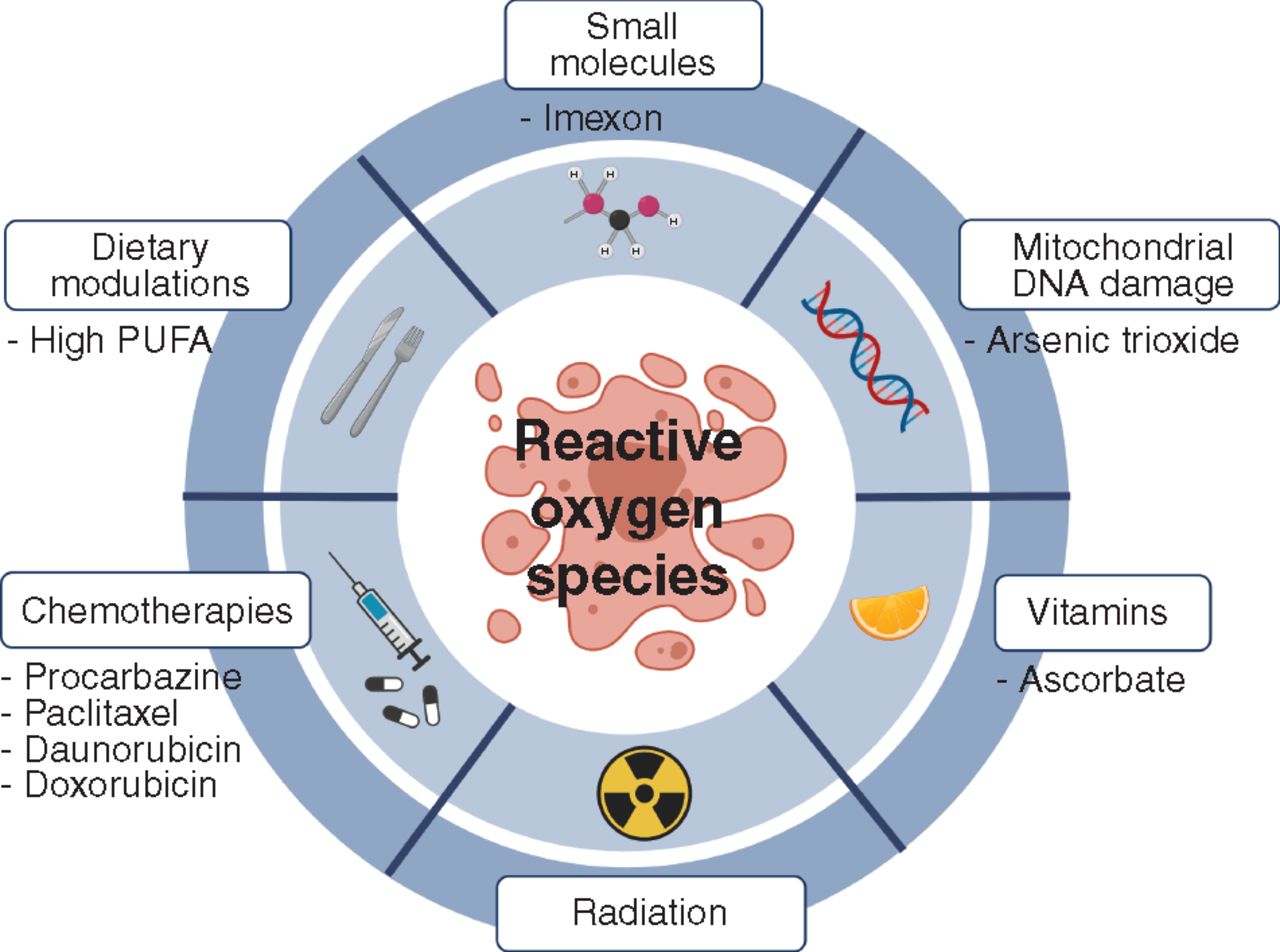 Procarbazine Mechanism Of Action