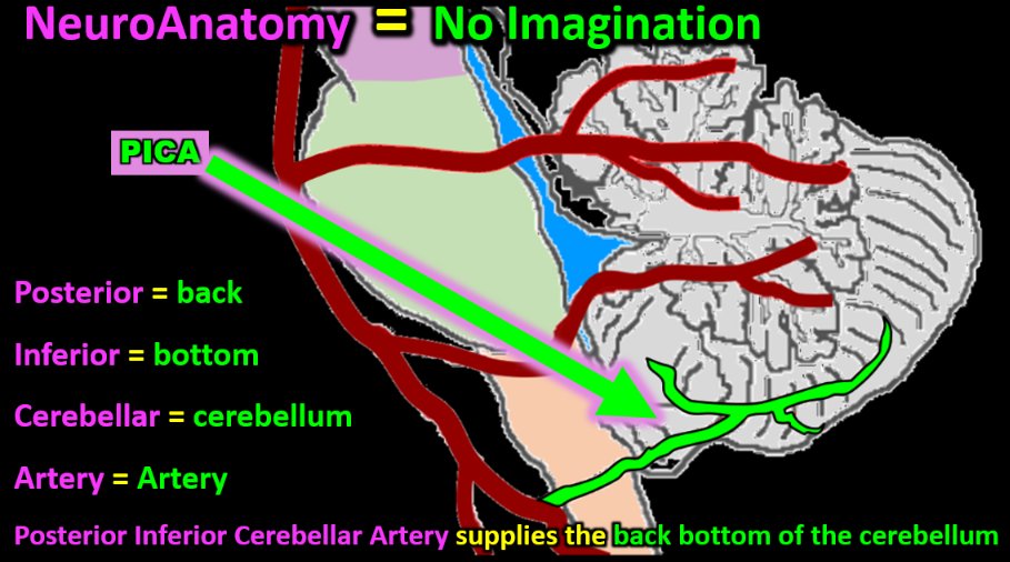 Posterior Inferior Cerebellar Artery Anatomy