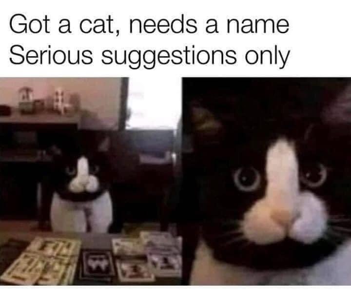 Why So Serious Meme Cat
