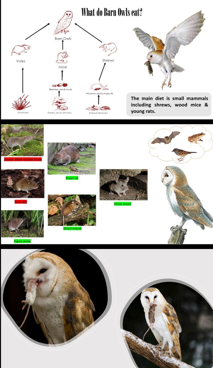 Barn Owl Food Web