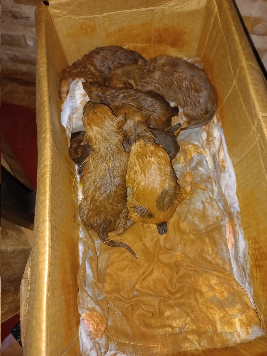 Sofiii 👑💖 (@sofiadelech) | Twitter