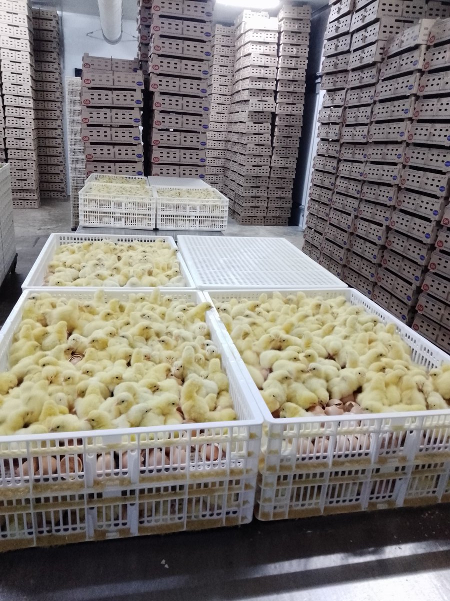 Wajue kuku aina ya #Broilers Hawa ni kuku kwaajili ya uzalishaji wa nyama ,Wana uwezo wa ...