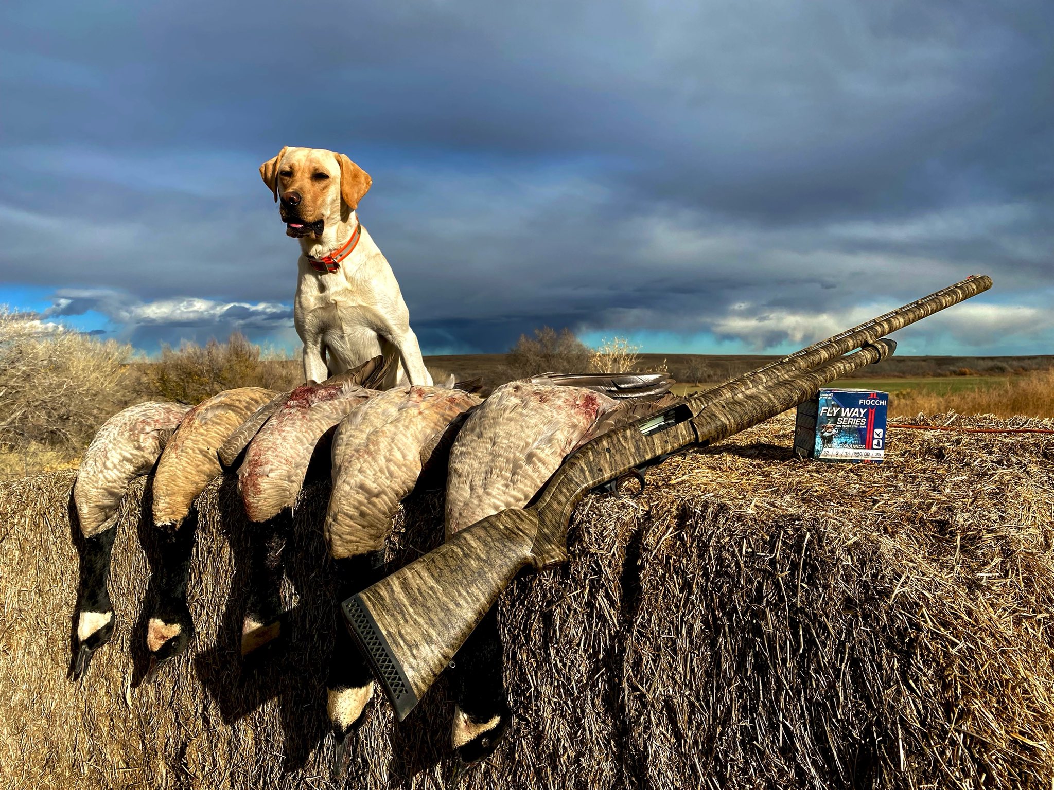 Duck Hunting Dog Wallpaper