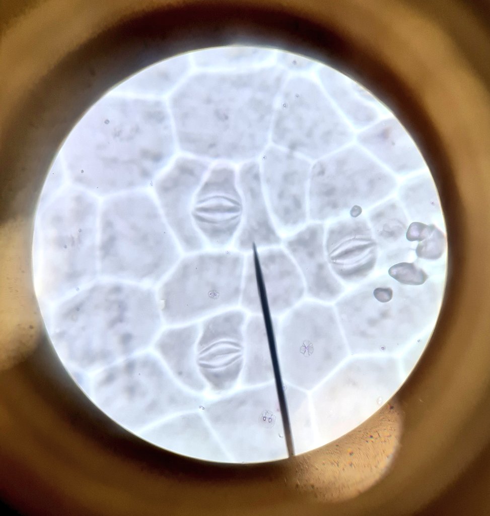 Guard Cell Microscope