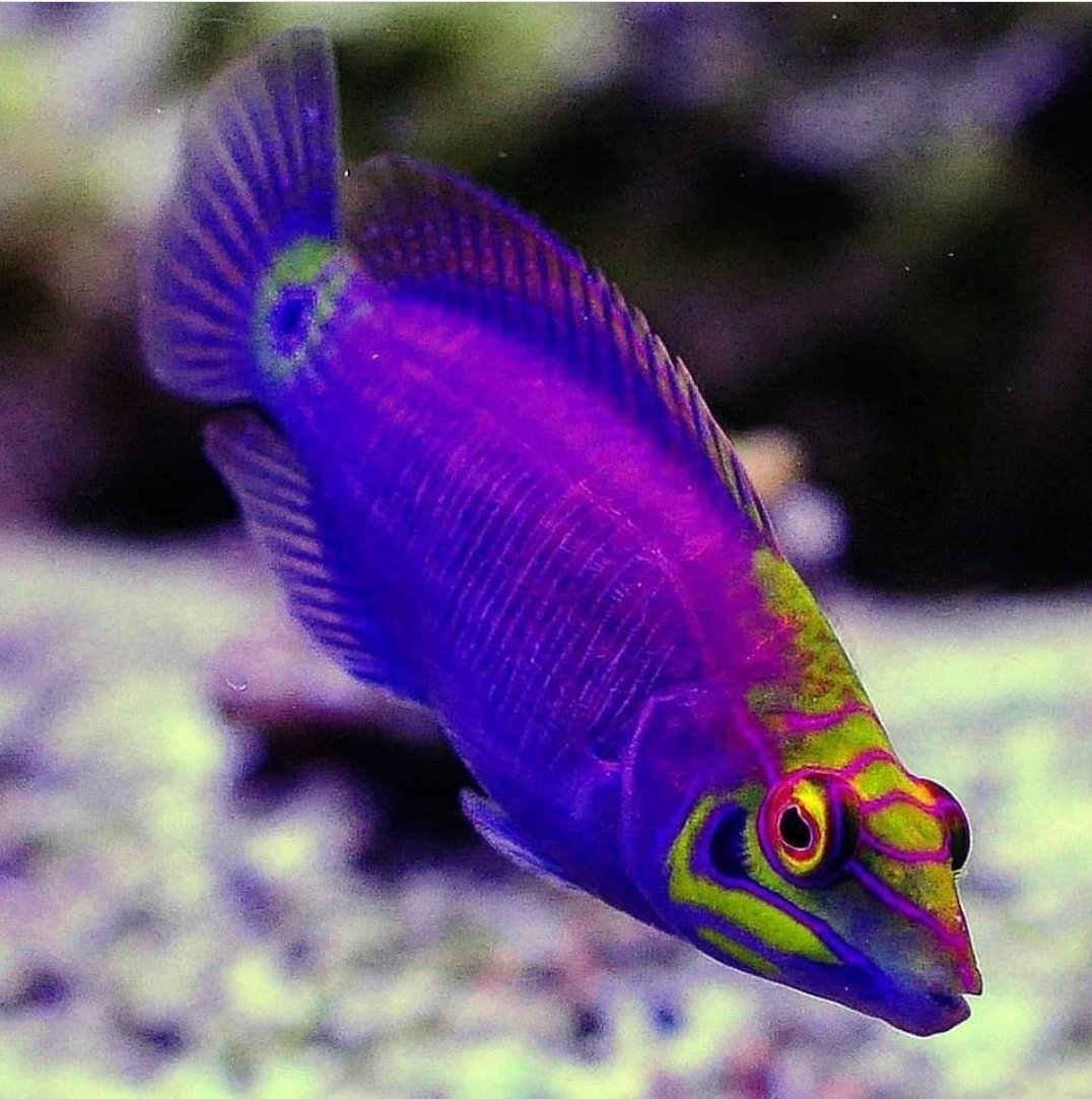 Mystery Wrasse