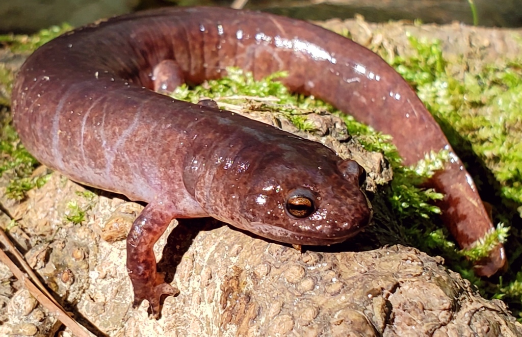 Purple Salamander