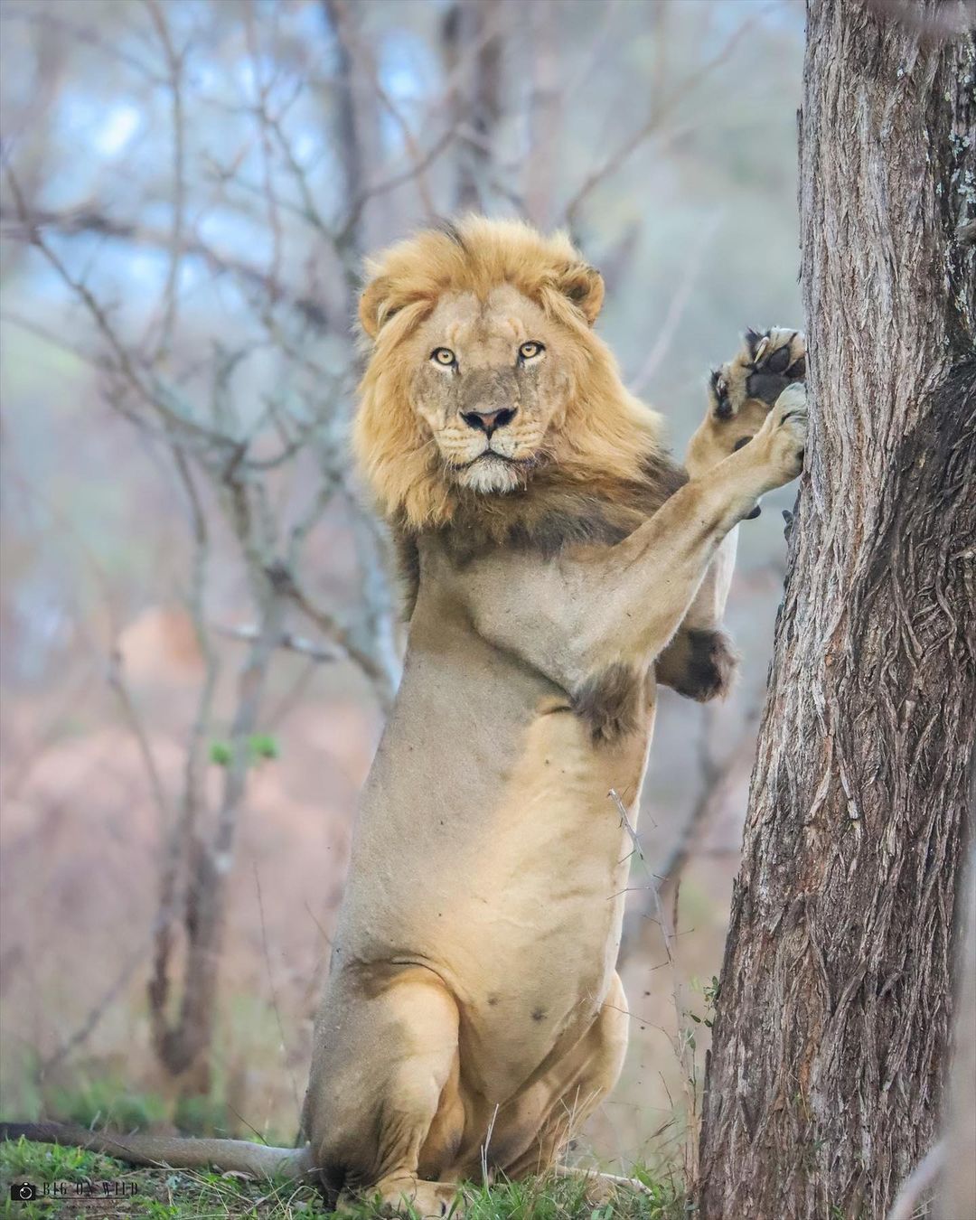 Male Lion Standing On Hind Legs