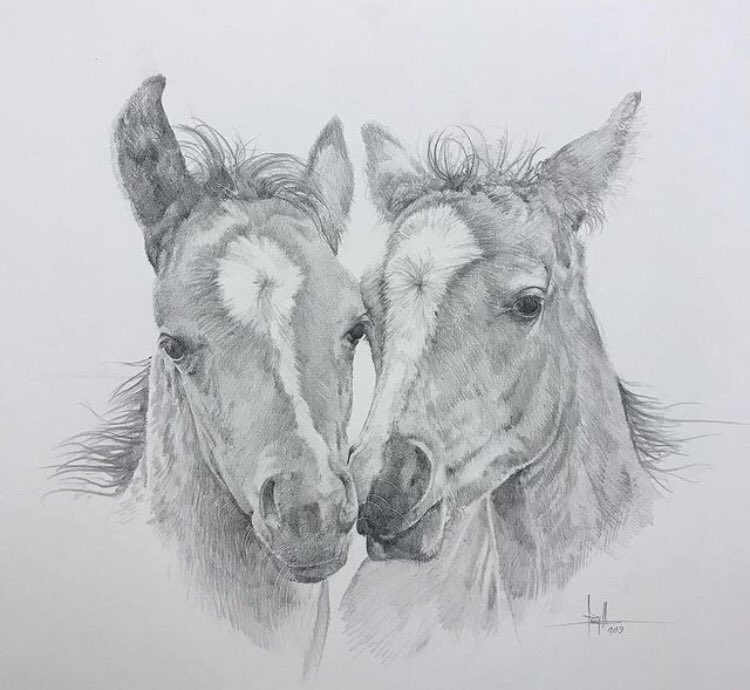 Baby Horse Drawings In Pencil