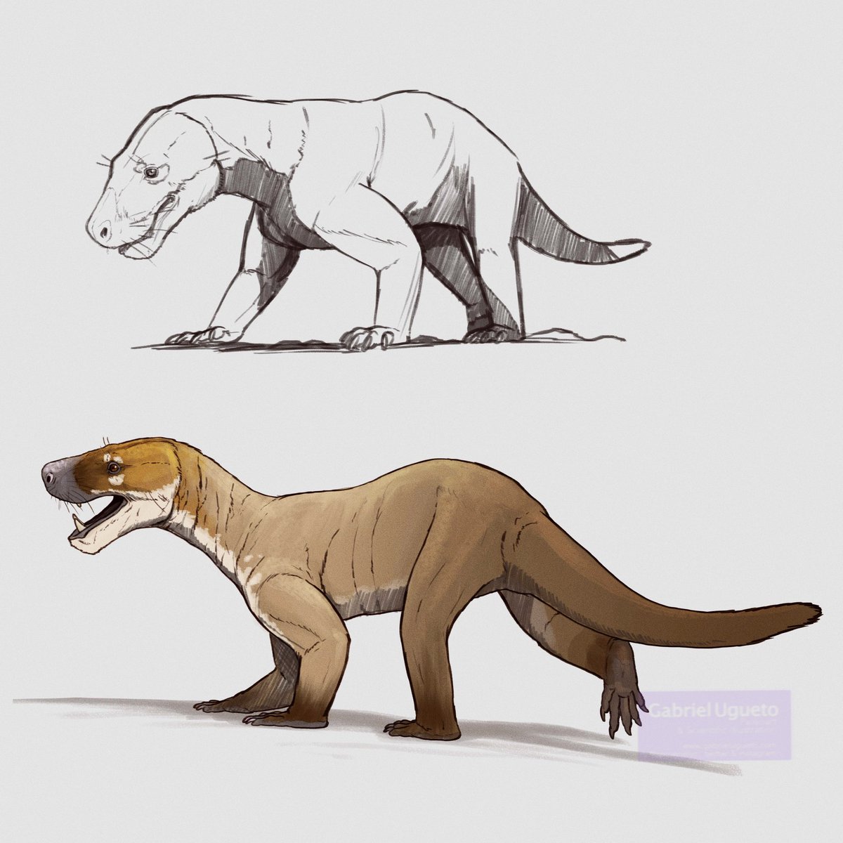 Quick sketches of Trucidocynodon (one of the largest Mesozoic cynodonts ...