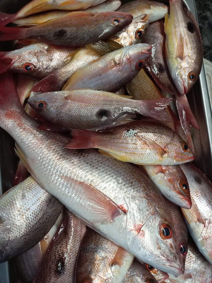 Antagonismo Renacimiento Alivio pez boca colorada Avanzar Vacunar Desviar