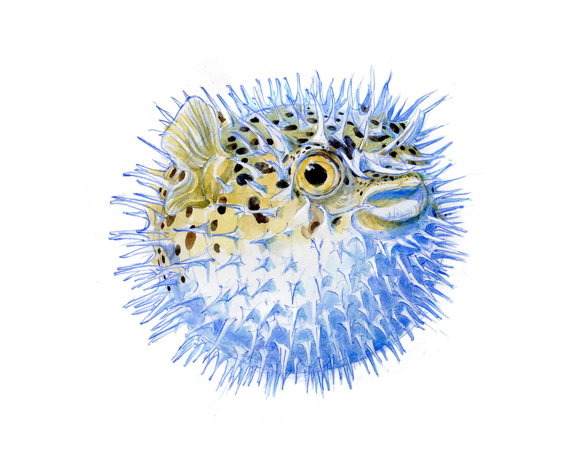 Puffer Fish Puffed Up