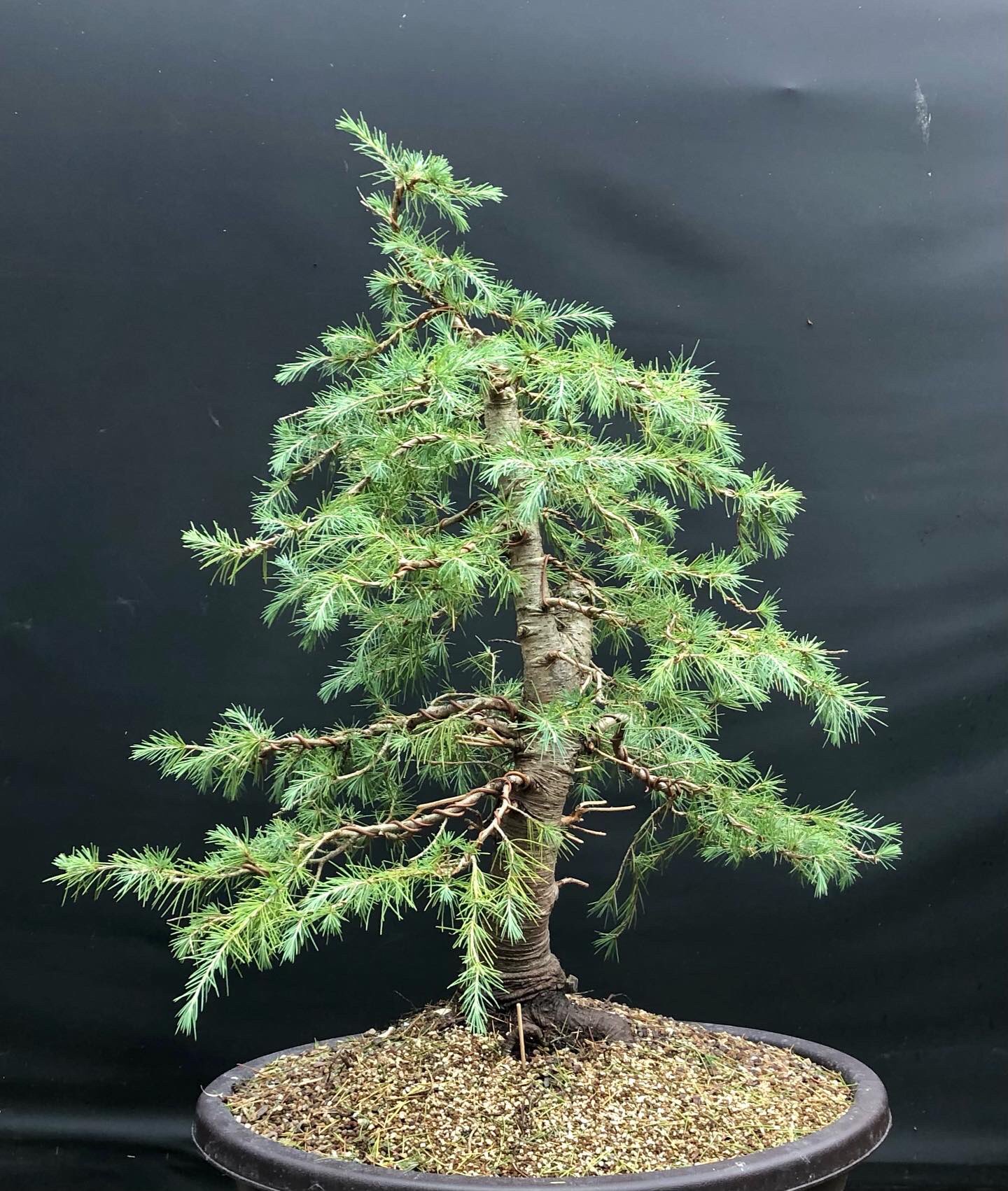 Deodar Cedar Bonsai