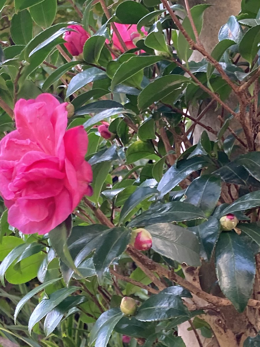 Nao Kitada (@Nao_Kitada) | Twitter