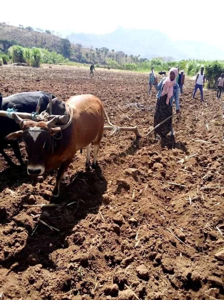 Mandefro Nigussie (@mandefro_niguss) | Twitter