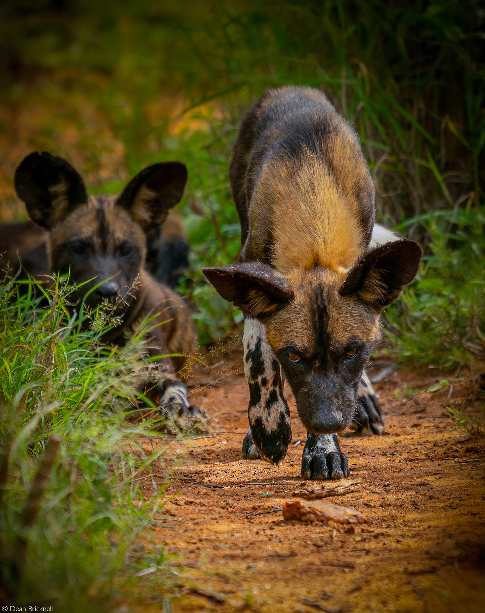Where Can I See Wild Dogs In Kenya