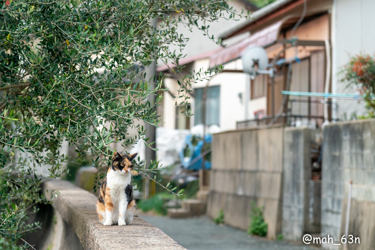 mah (@mah_63n) | Twitter