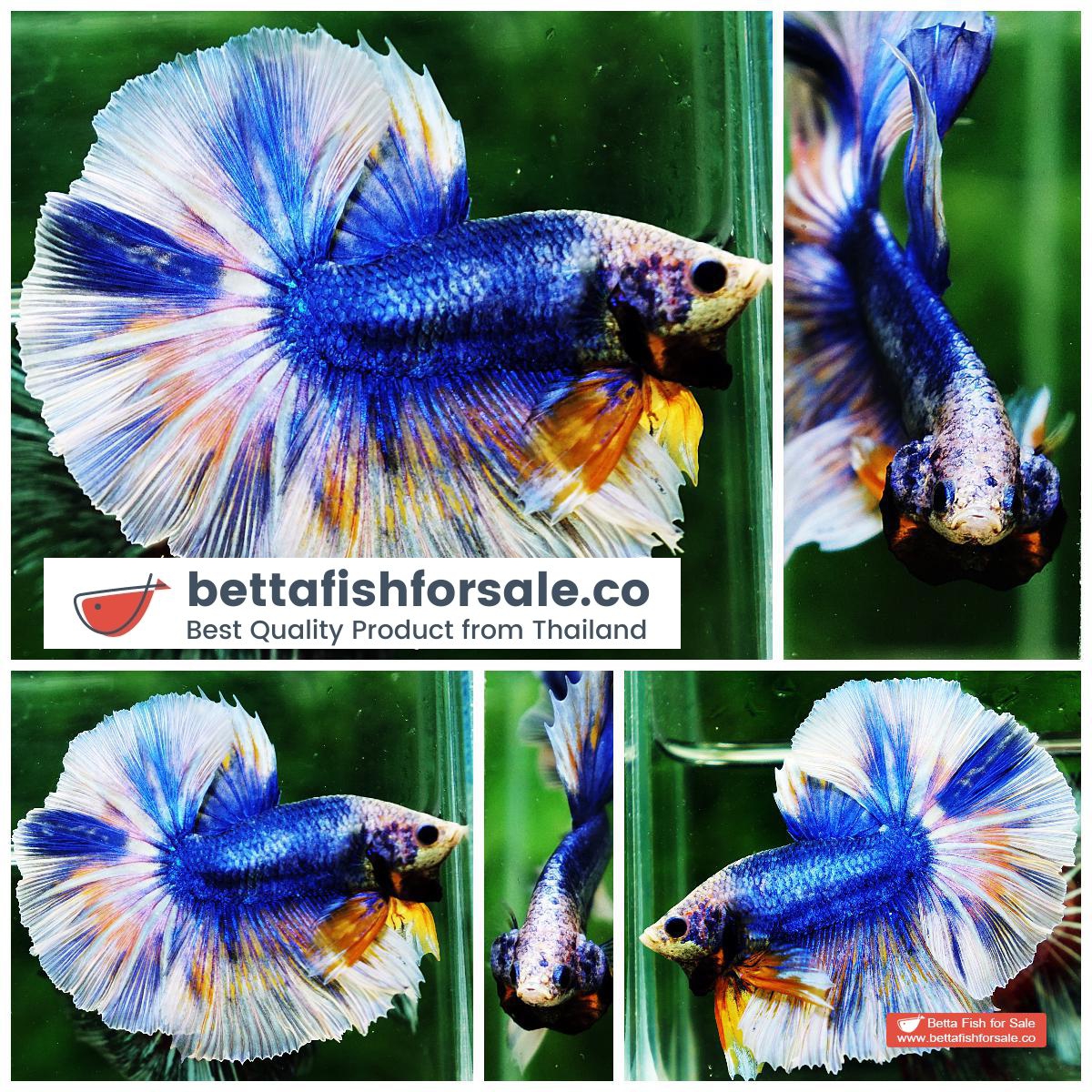 Blue Dragon Betta
