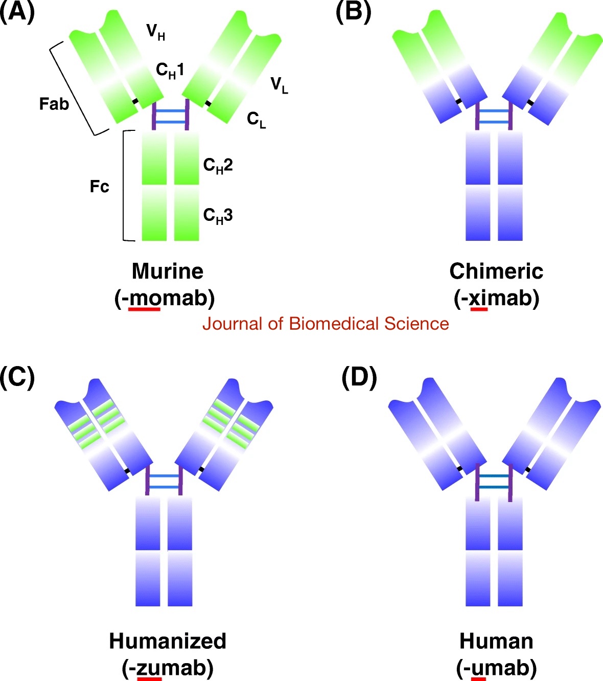 La Jefita on Twitter: "Ahora que hablamos tanto de ANTICUERPOS MONOCLONALES, les voy a contar ...
