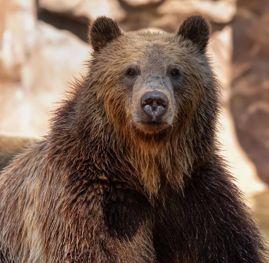 Grizzly Bear Profile