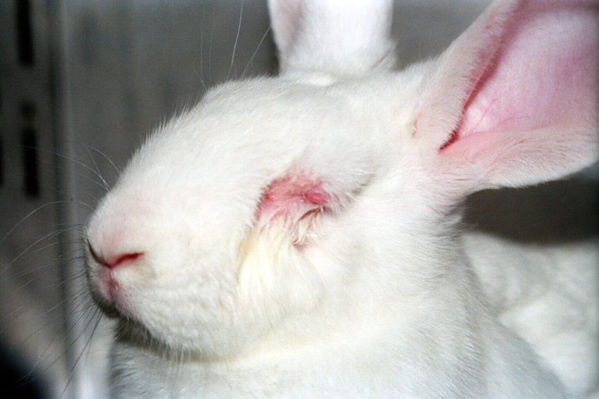 PETA UK On Twitter RT If You Know That Testing On Animals Is Wrong peta-uk-on-twitter-rt-if-you-know-that-testing-on-animals-is-wrong