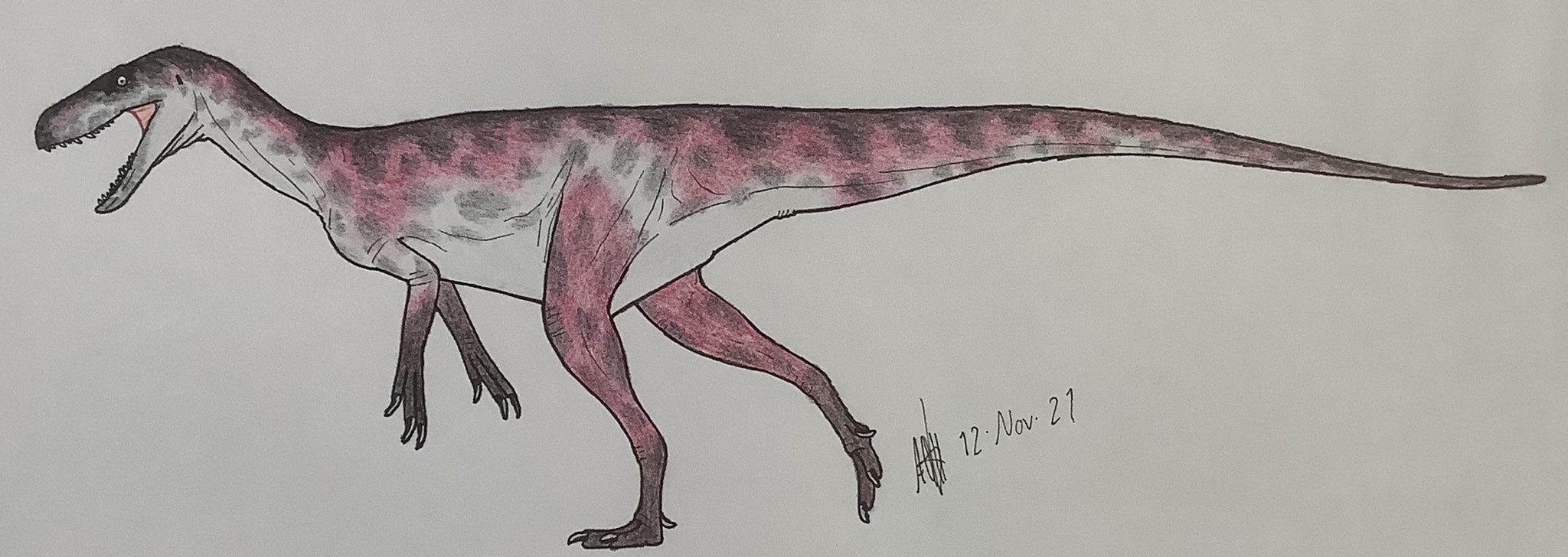 Micropachycephalosaurus Skeleton