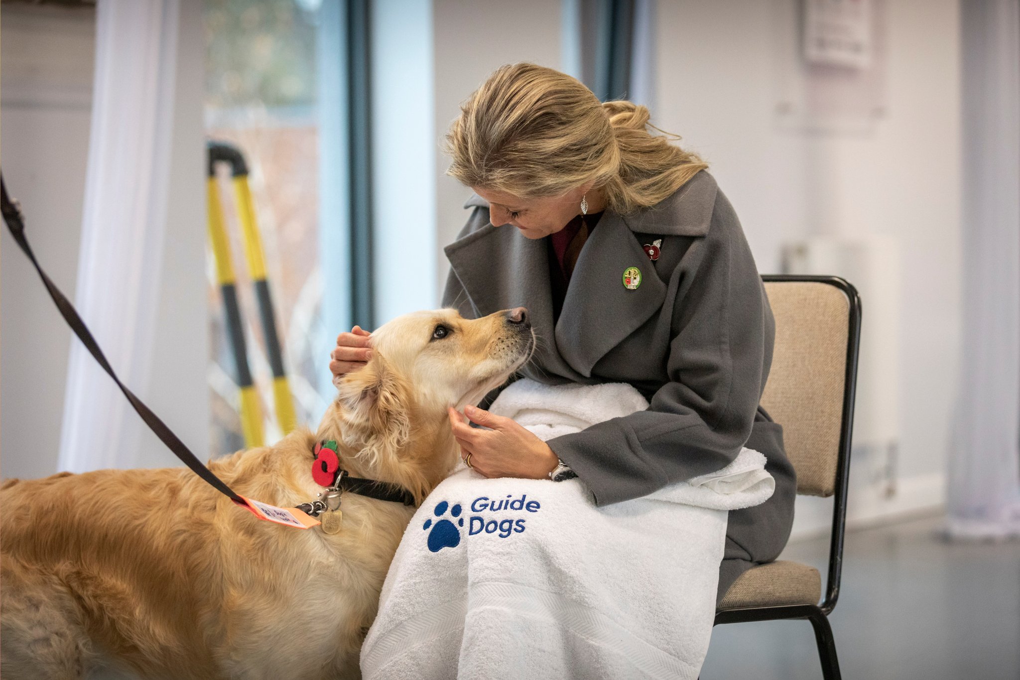 What Qualifications Do I Need To Be A Guide Dog Trainer