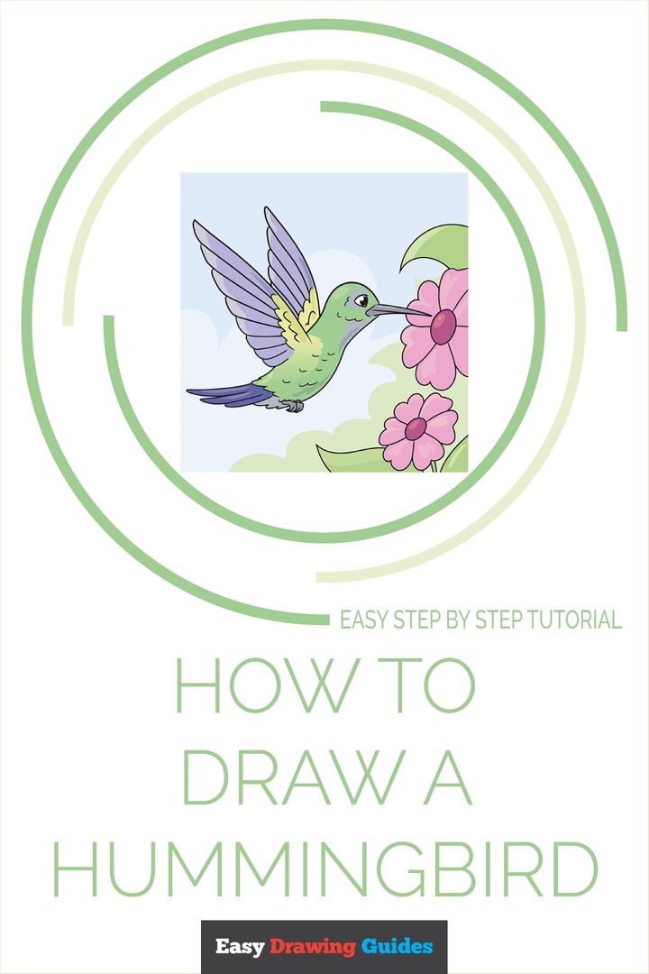 How To Draw A Hummingbird Step By Step