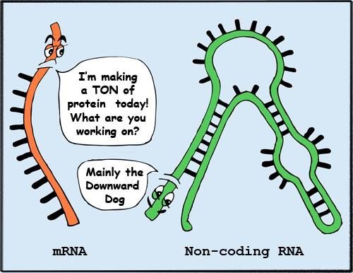 Funny Protein Cartoon