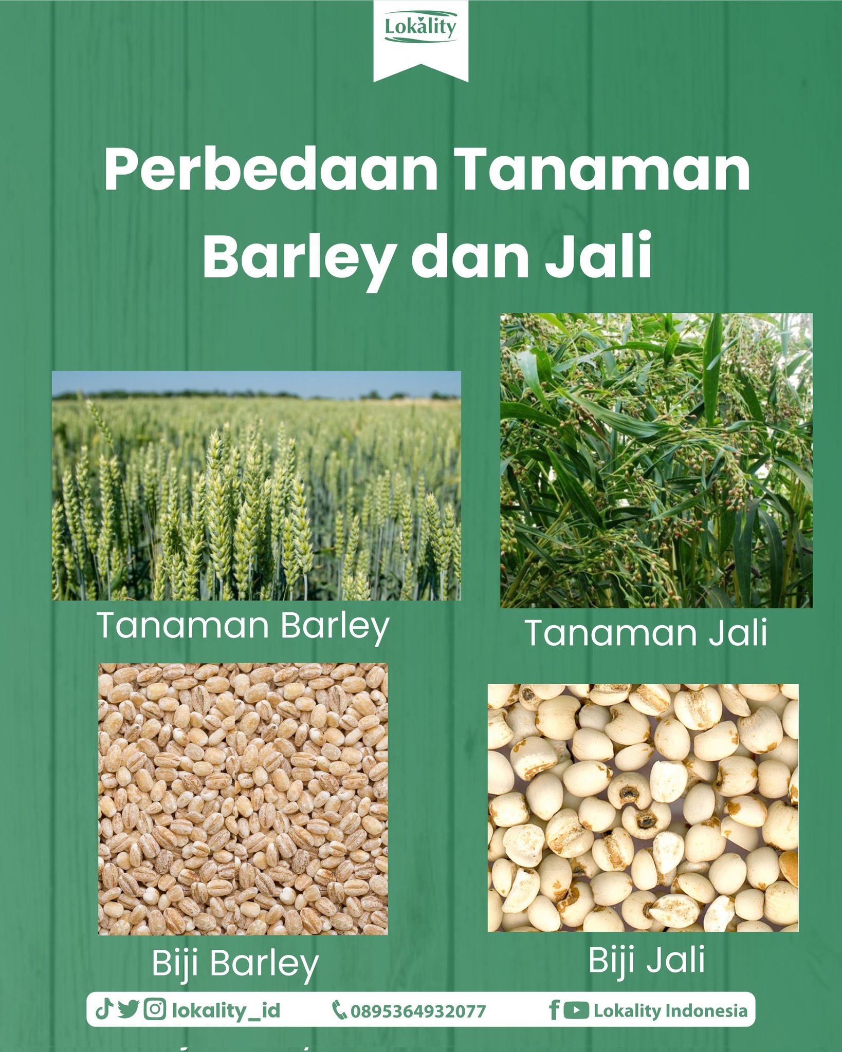 Lokality Indonesia on Twitter: "Ini nih perbedaan biji dan tanaman Barley serta Jali https://t ...
