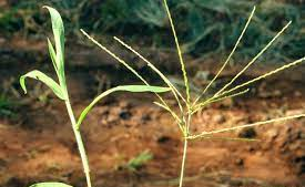 Fernando Oreja's Threads – Thread Reader App