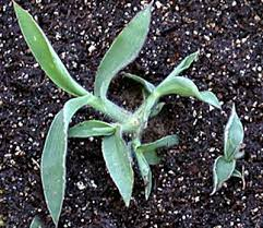 Fernando Oreja's Threads – Thread Reader App