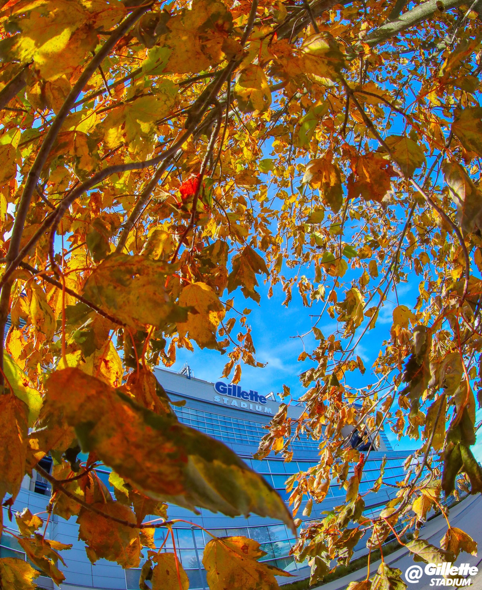 Autumn Leaves Falling Down Like Pieces Into Place