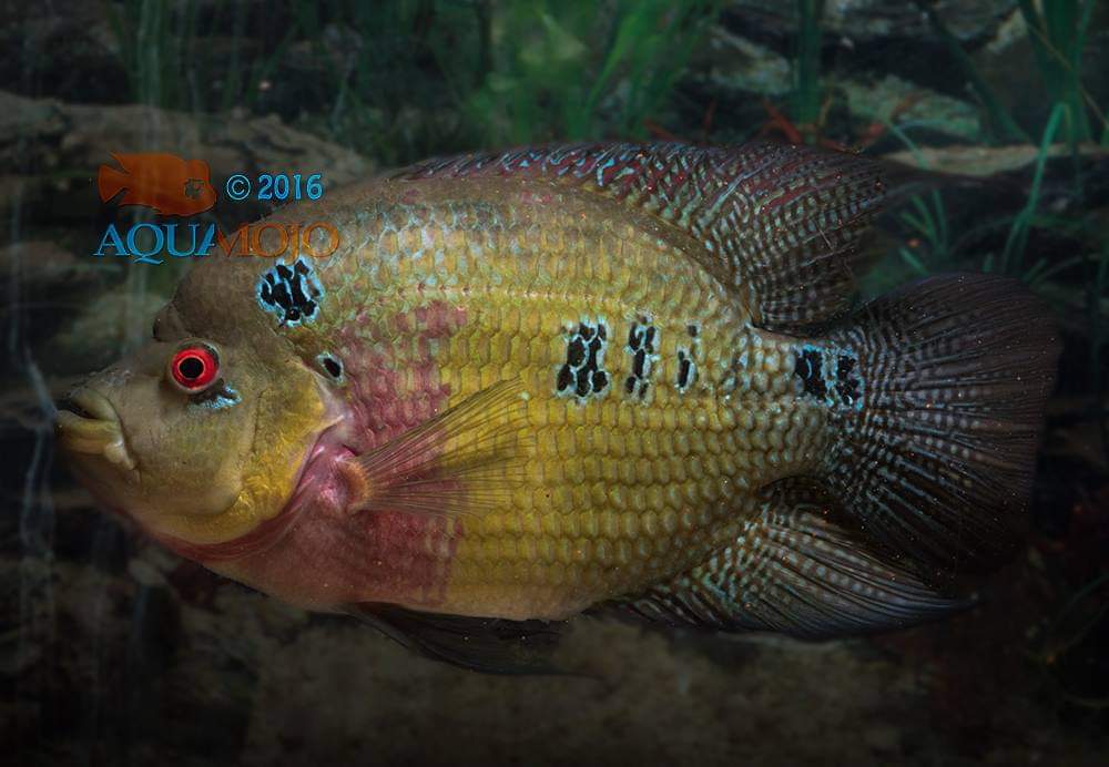 Trimac Cichlid