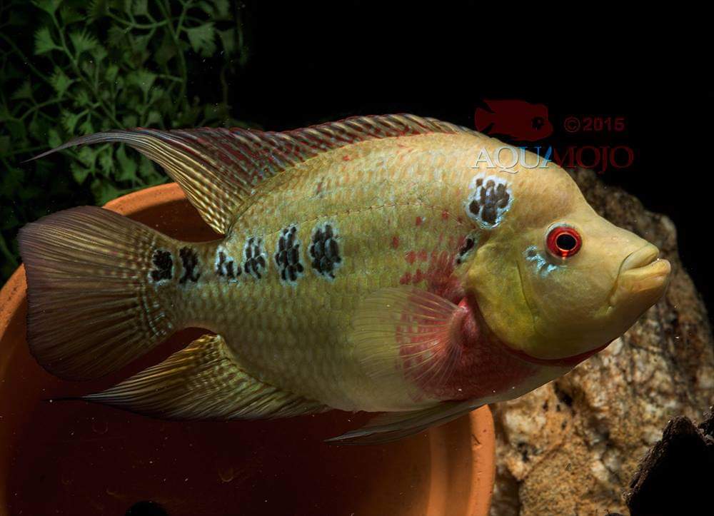 Trimac Cichlid