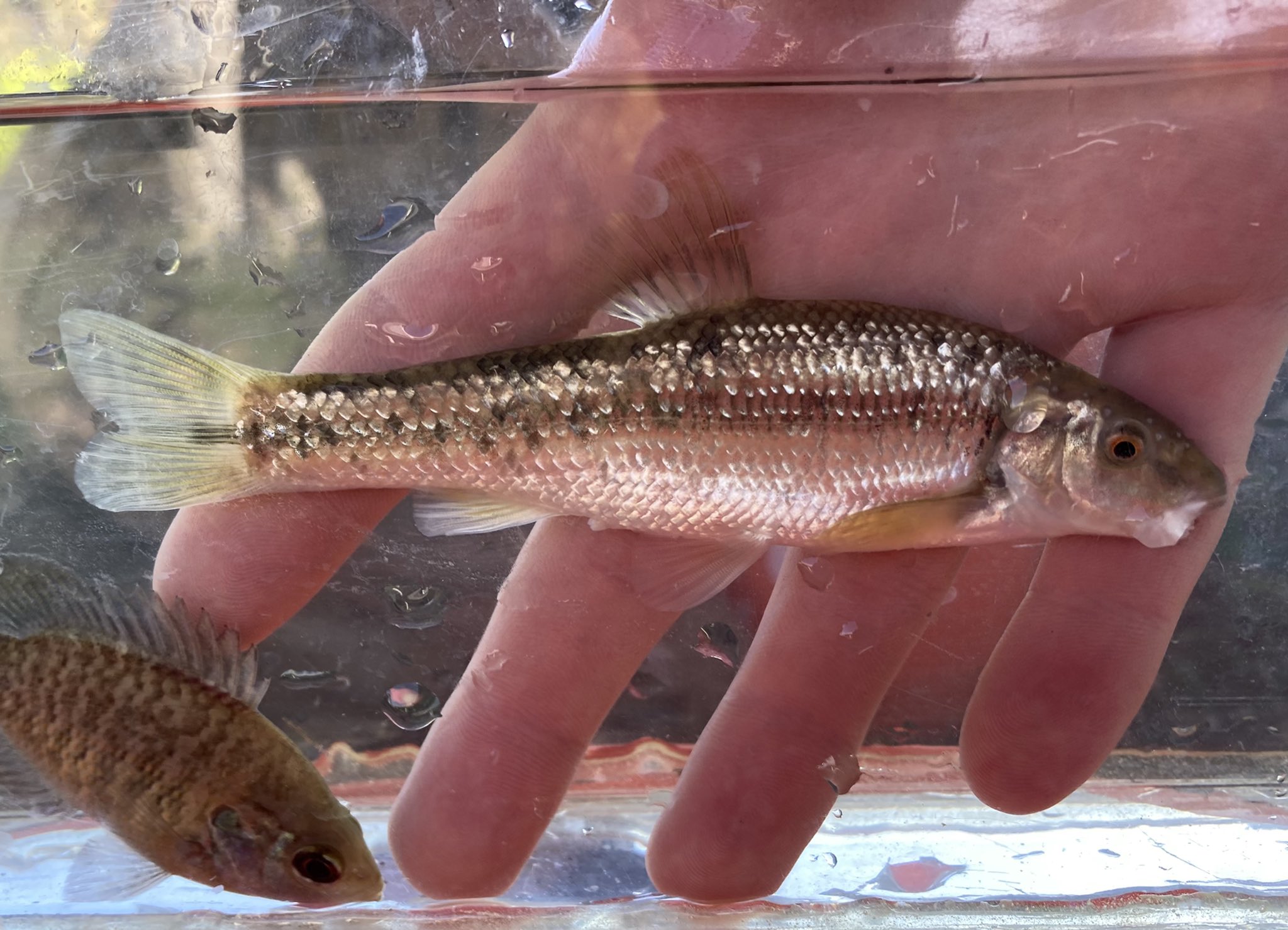 Largescale Stoneroller