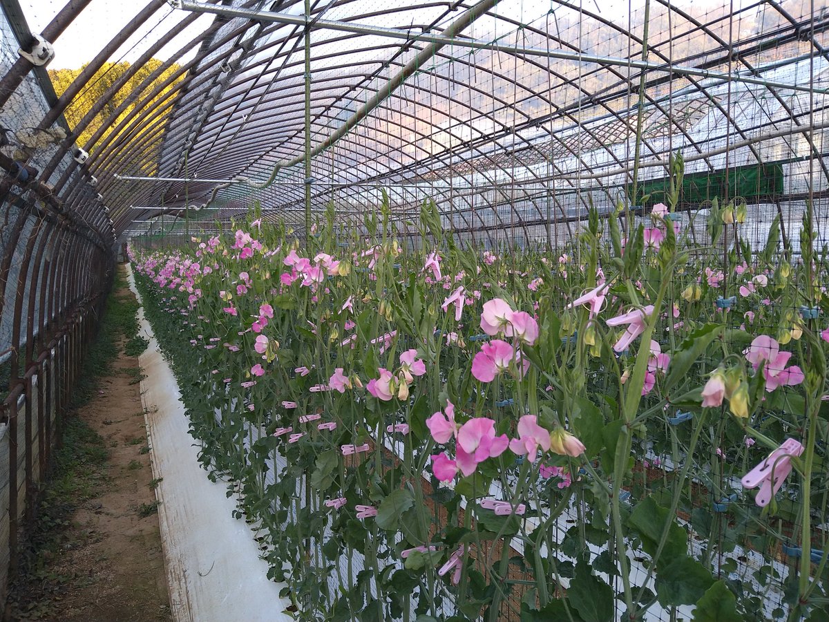 でこぼこファーム 花農家(スイートピー) (@decoboco_farm) | Twitter