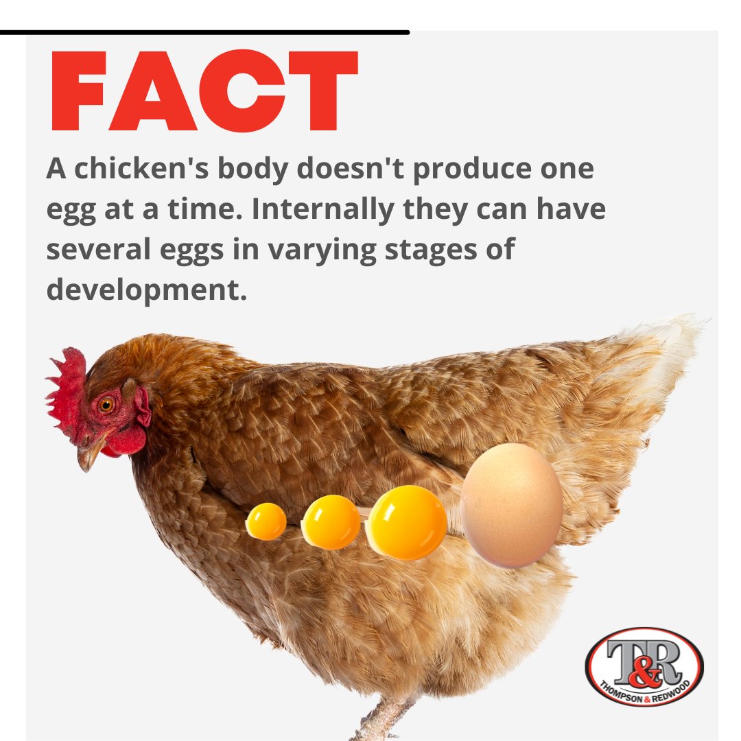 Chicken Egg Development